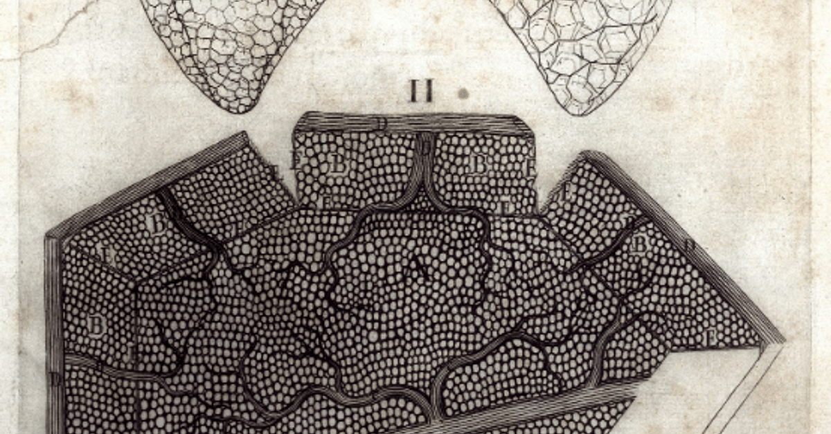 Malpighi's Illustration of a Frog's Lungs - World History Encyclopedia