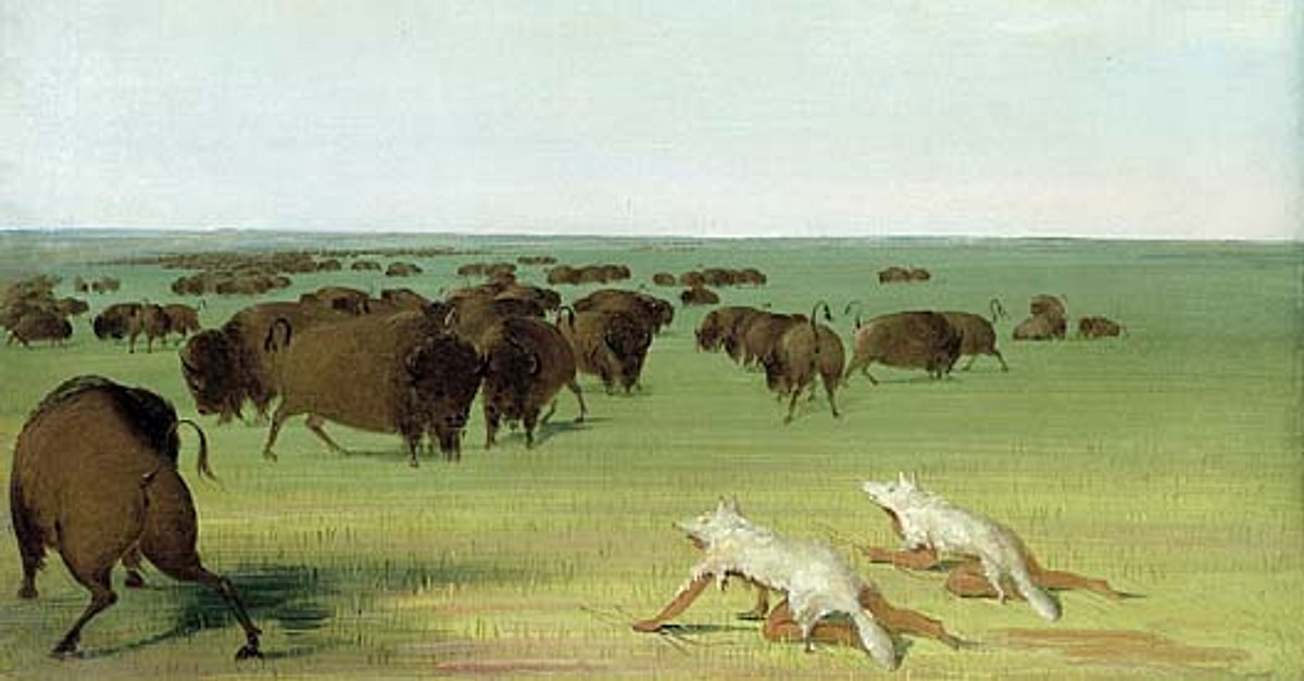 Bison Hunt Under the Wolf-Skin Mask - World History Encyclopedia