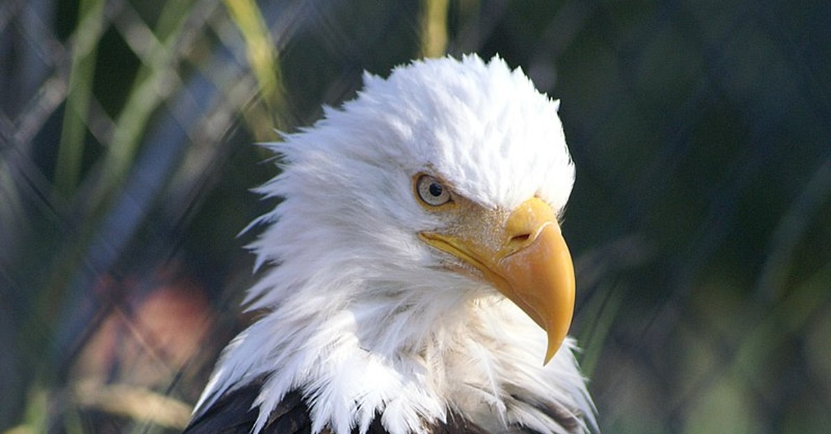 Bald Eagle Plumage - World History Encyclopedia