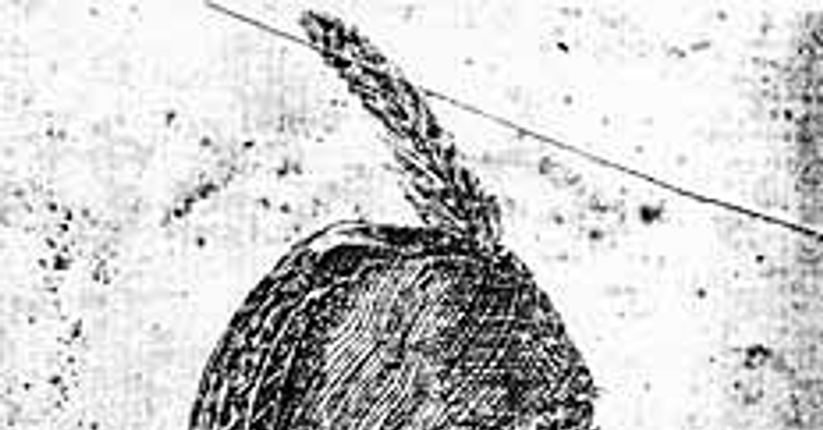 Chickasaw Head - World History Encyclopedia