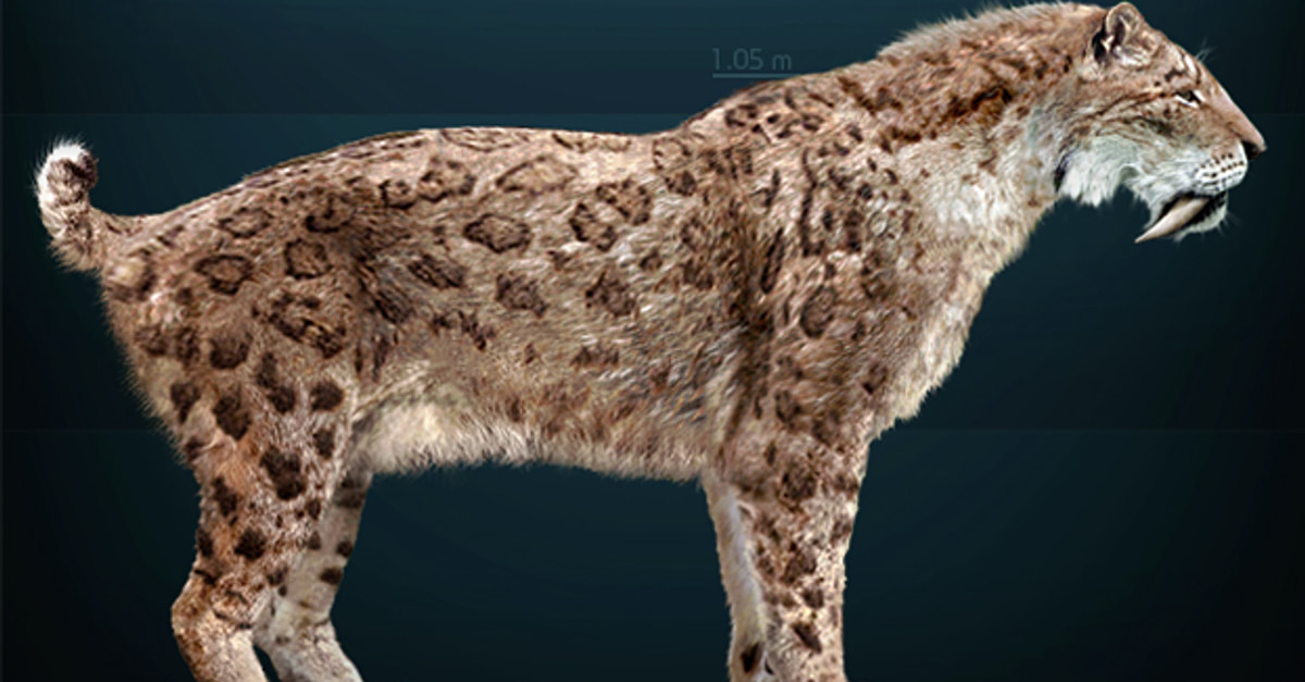 Sabre-toothed Cat Smilodon fatalis - World History Encyclopedia