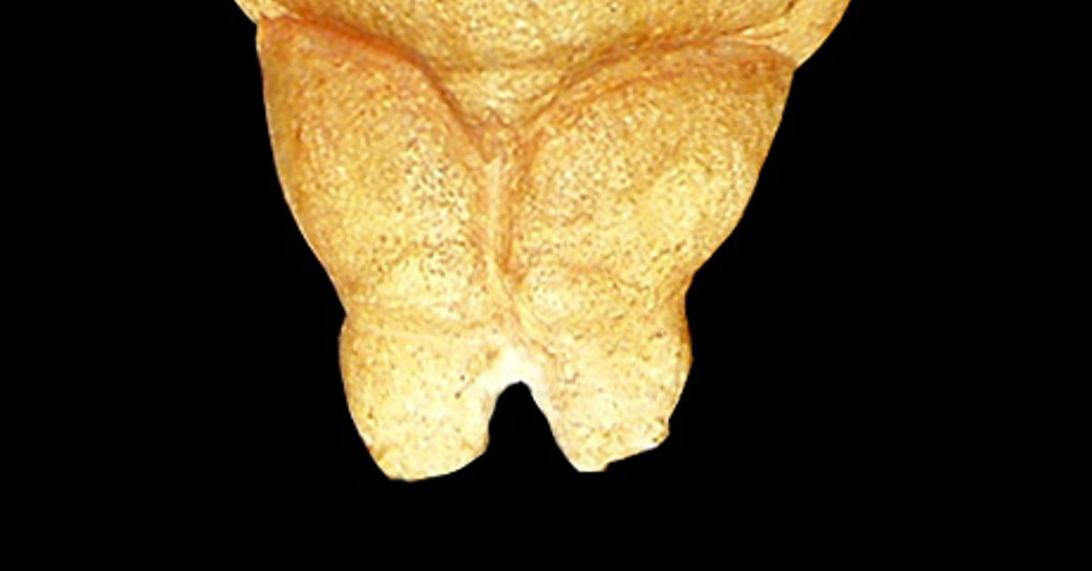 Venus Figurine - World History Encyclopedia