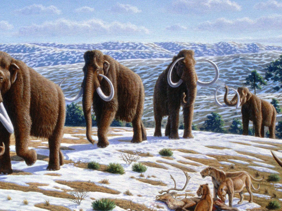 Hunter Gatherer Spear