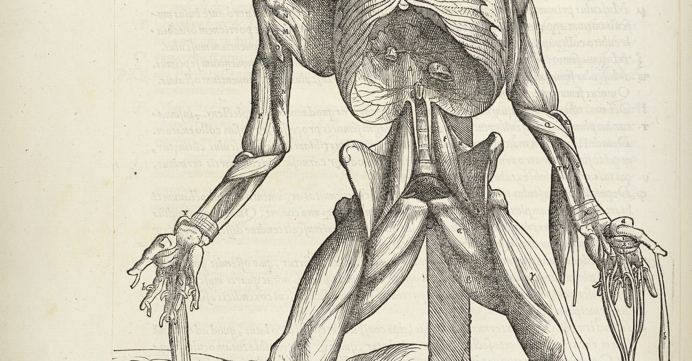 Human Anatomy from On the Fabric of the Human Body - World History ...