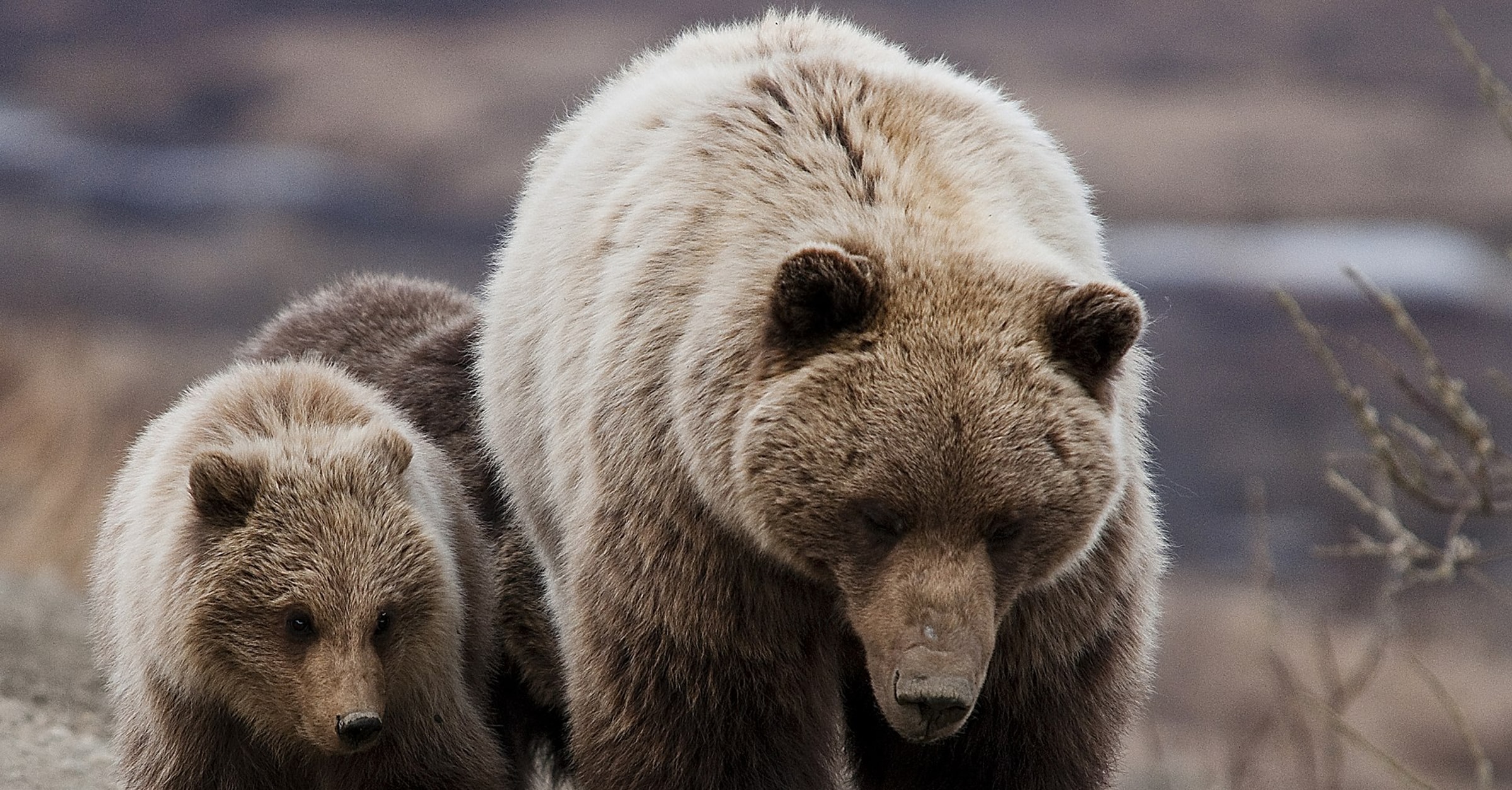 The Bear Man - World History Encyclopedia