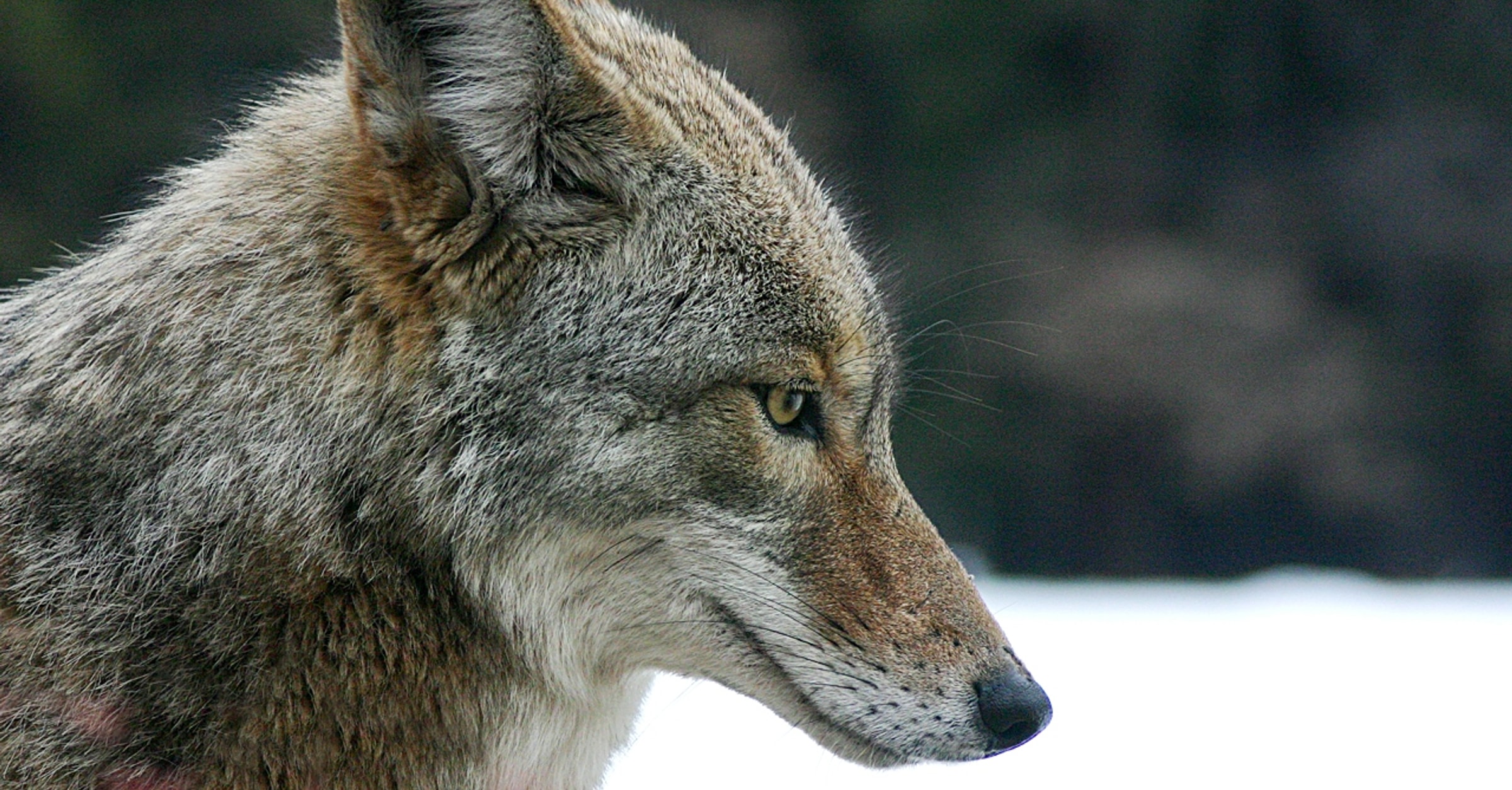 Native American Trickster Tales - World History Encyclopedia