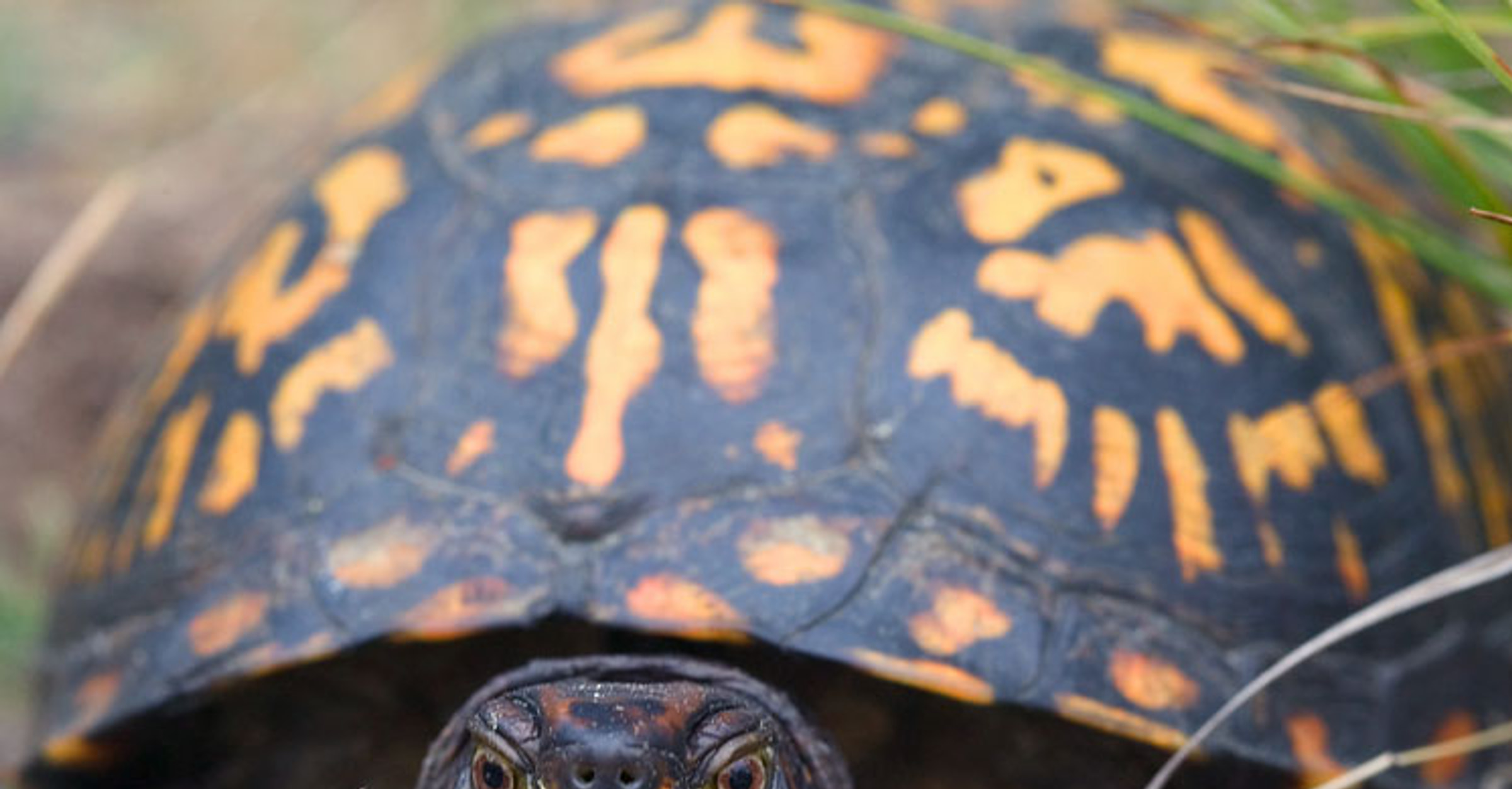 North American Box Turtle - World History Encyclopedia