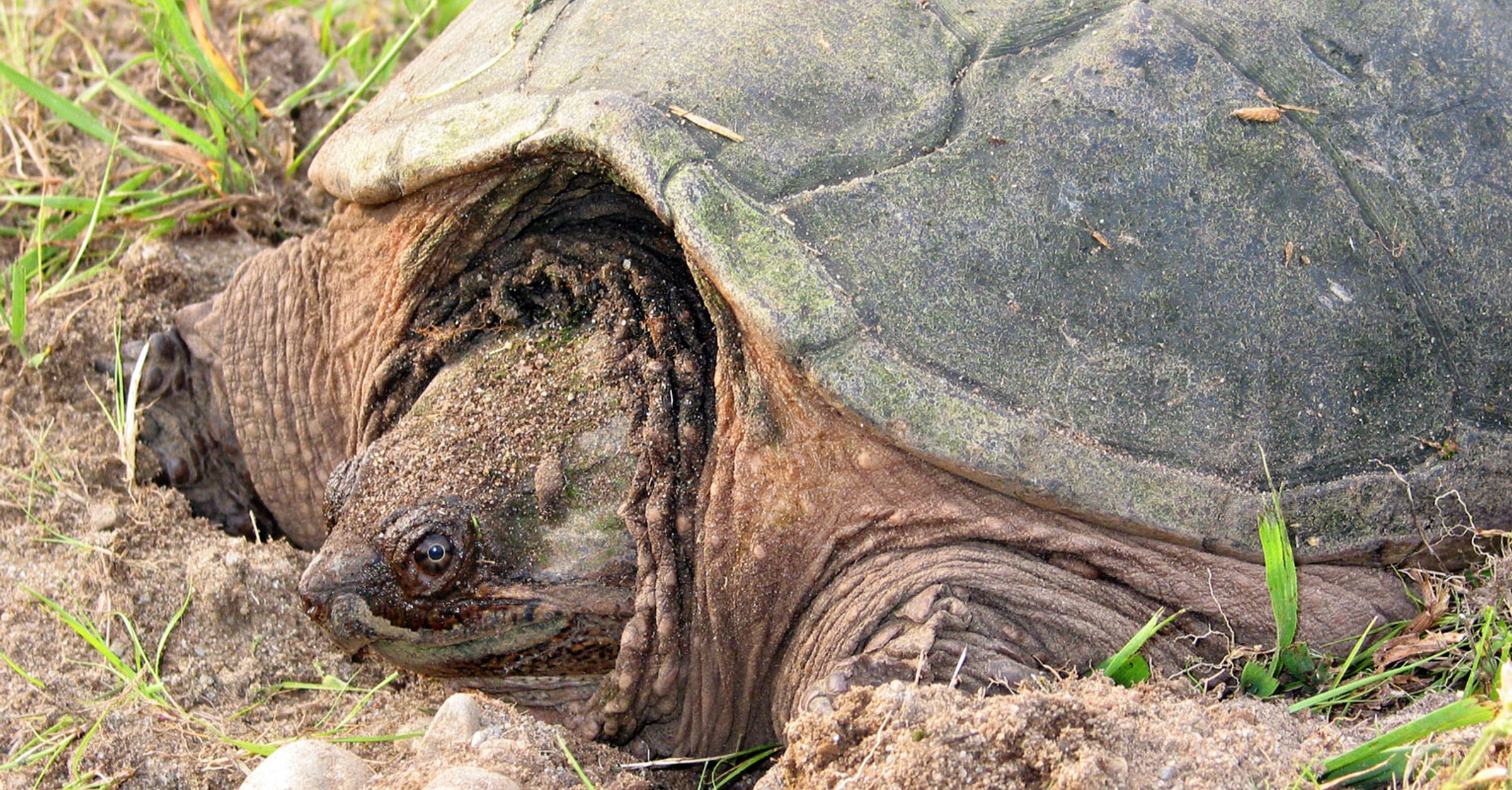 North American Snapping Turtle - World History Encyclopedia