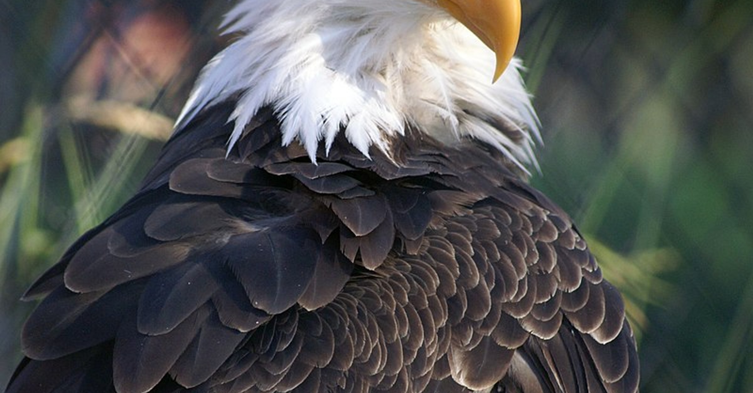Bald Eagle Plumage - World History Encyclopedia