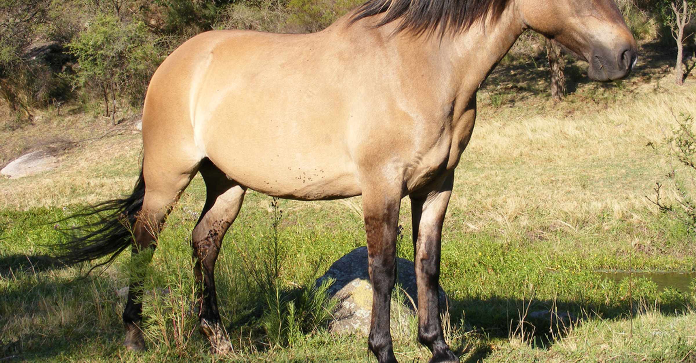 Le Cheval Dun - Encyclopédie de l'Histoire du Monde