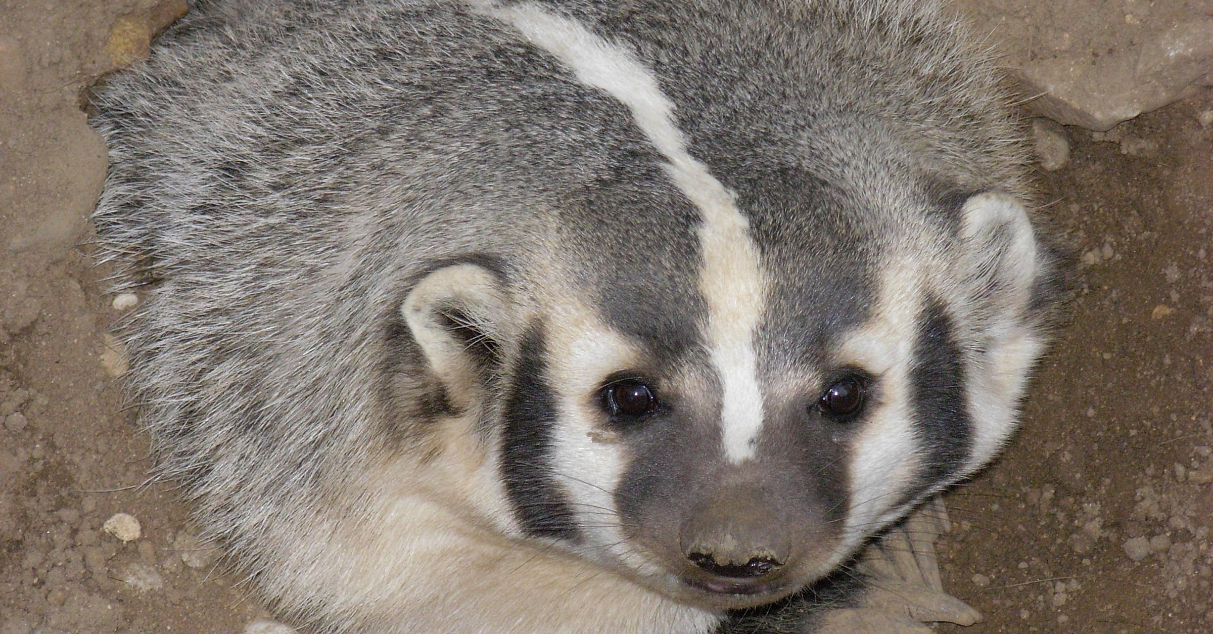 North American Badger - World History Encyclopedia