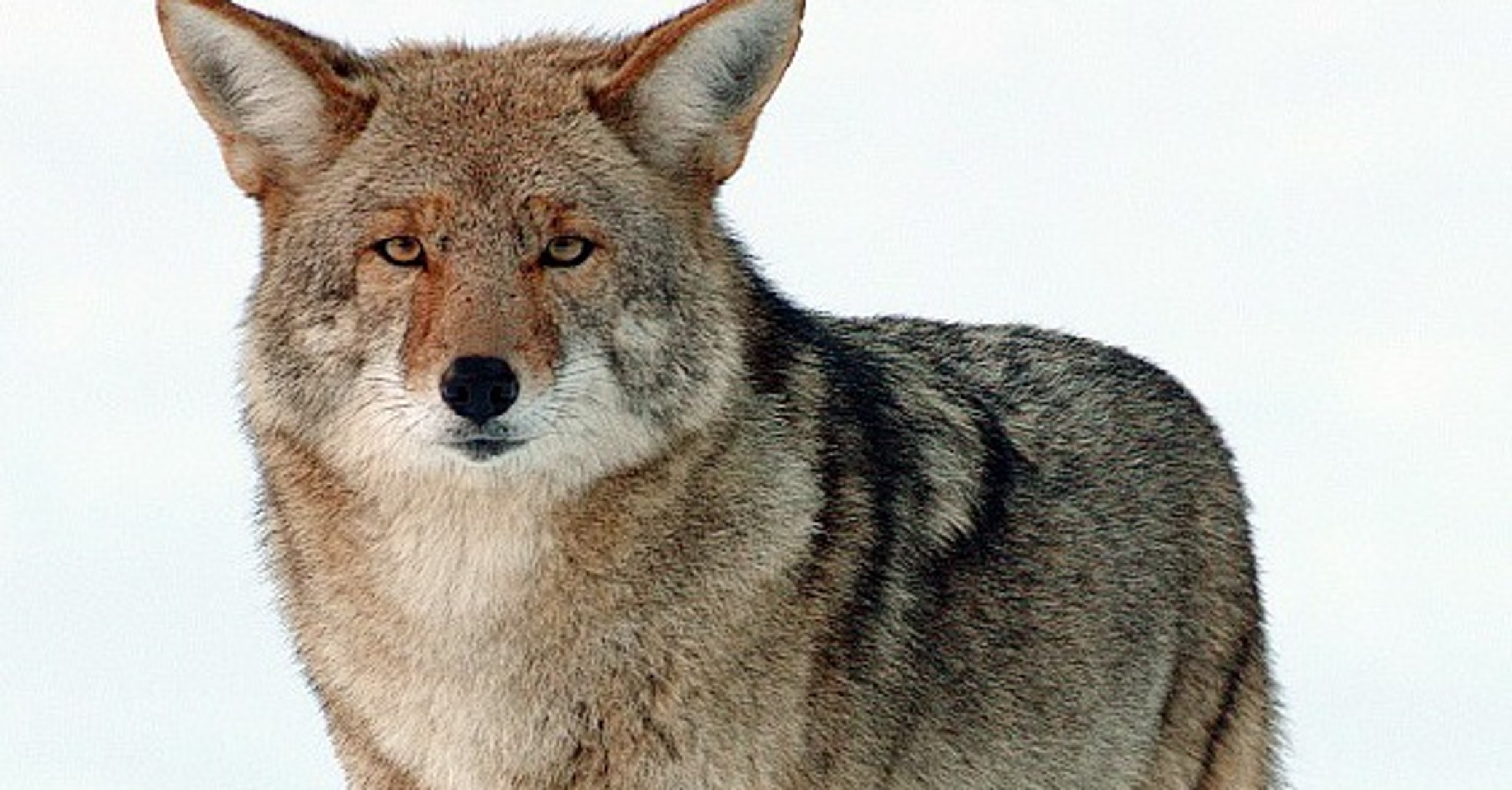 Coyote Tales of the Shasta Nation - World History Encyclopedia