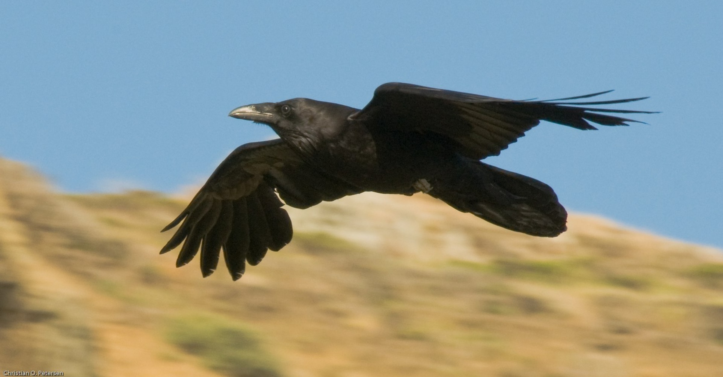 Raven Tales of the Athabaskan (Dene)-Speaking Peoples - World History ...