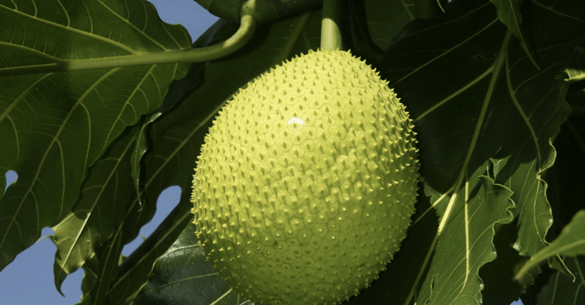 Breadfruit Plant - World History Encyclopedia