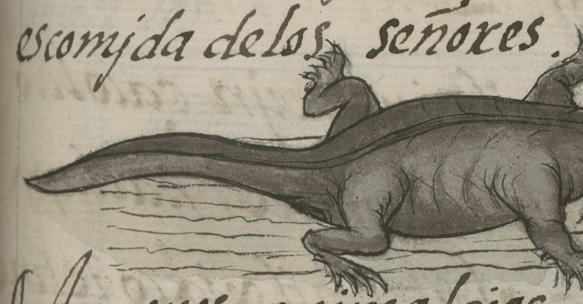 Axolotl - World History Encyclopedia