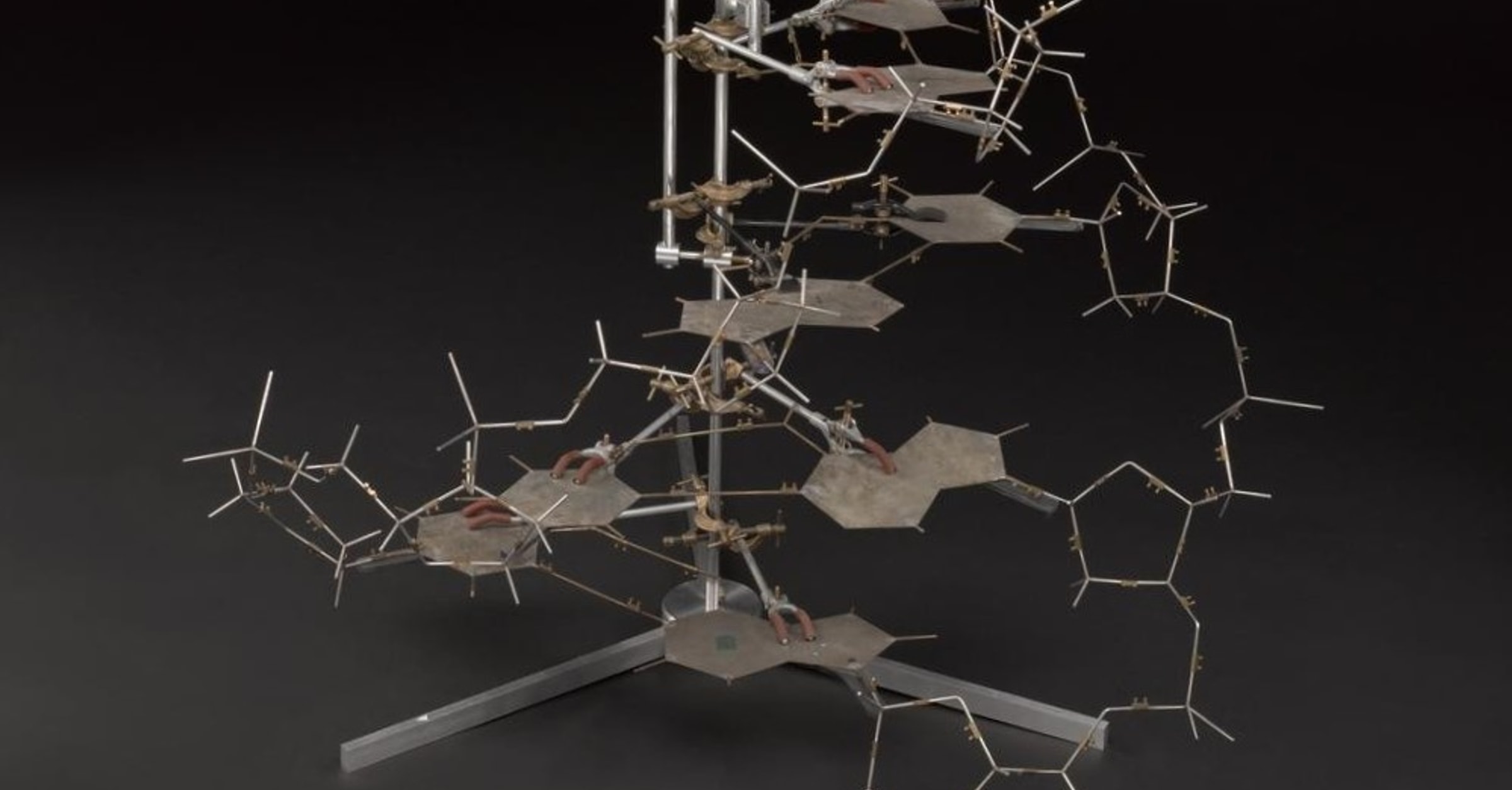 1953 Watson-Crick DNA Model Reconstruction - World History Encyclopedia
