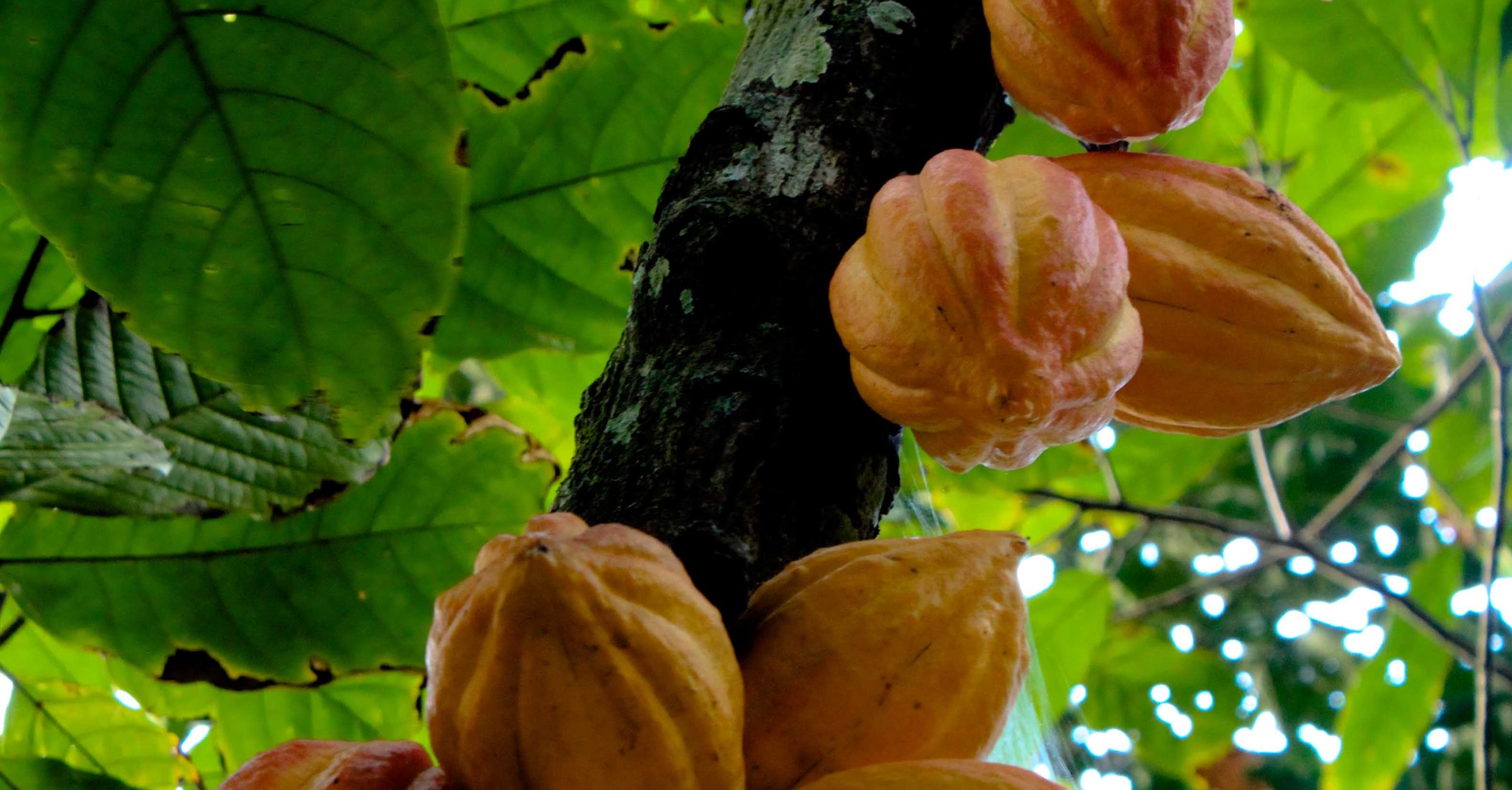 CocoaTree - World History Encyclopedia