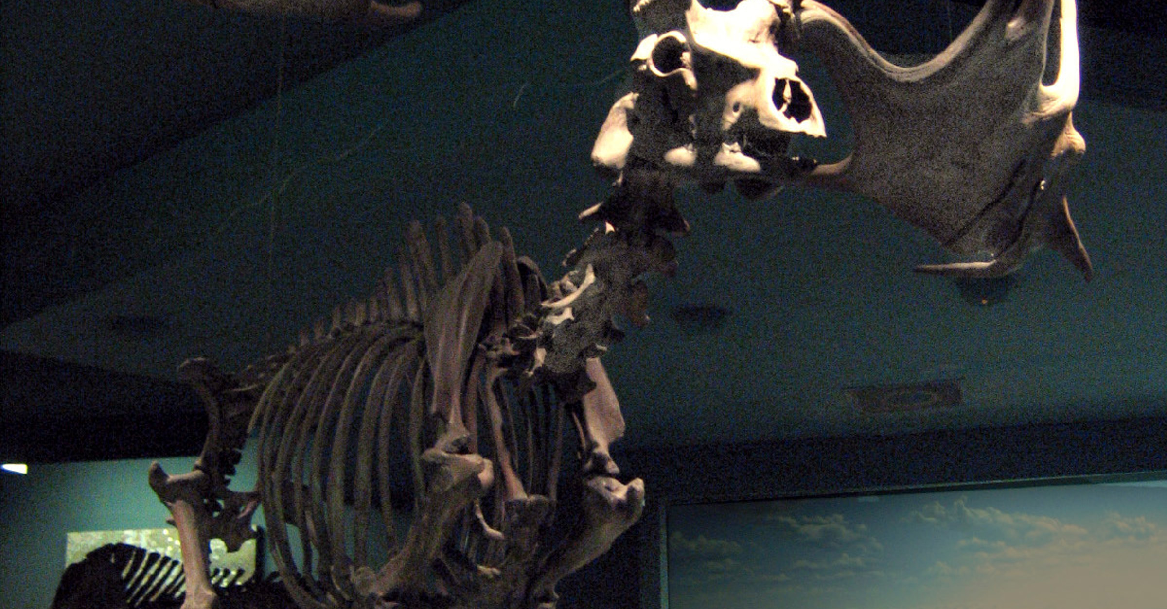 Megaloceros (Giant Elk) Skeleton - World History Encyclopedia