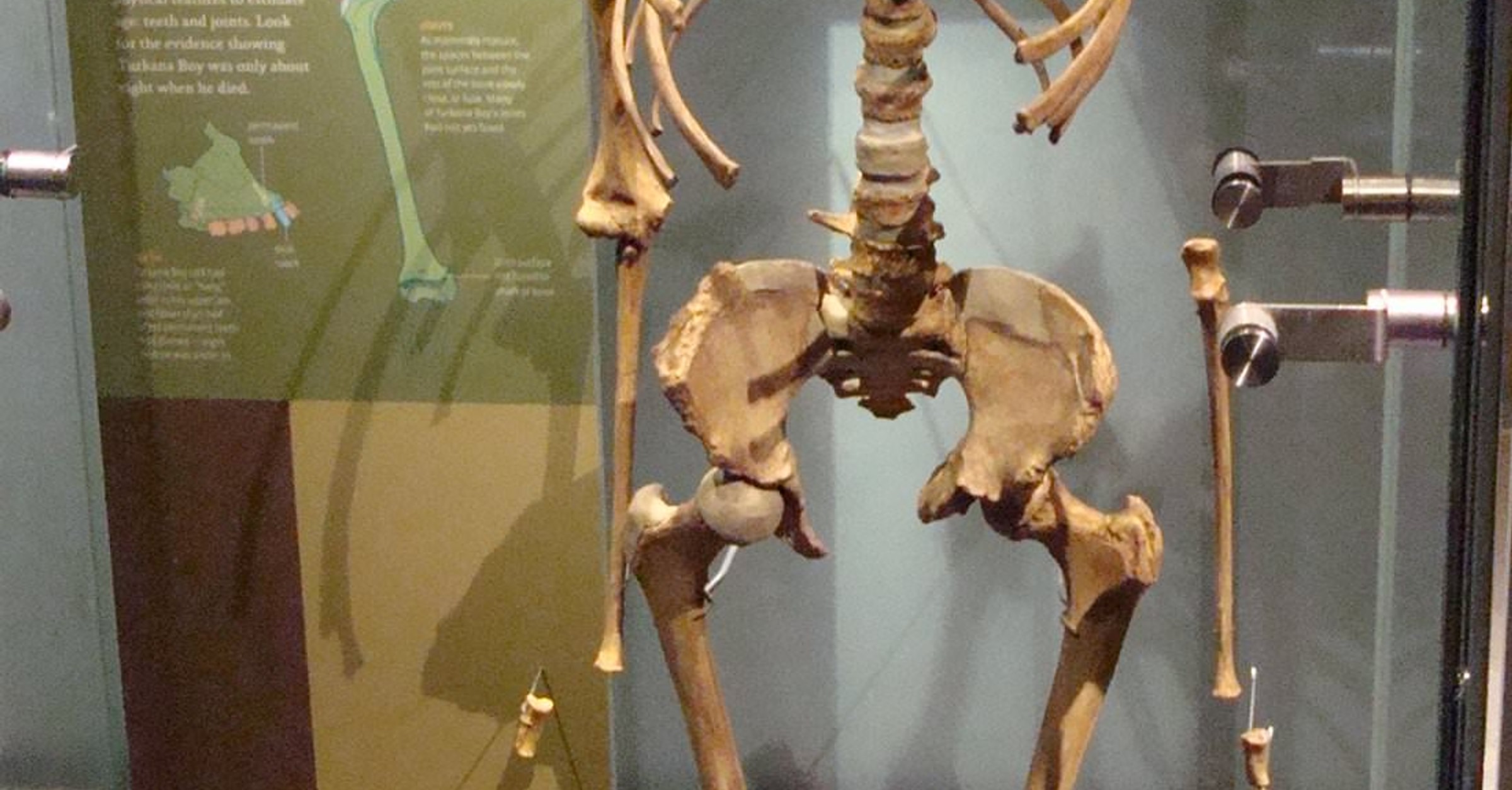 Turkana Boy - World History Encyclopedia