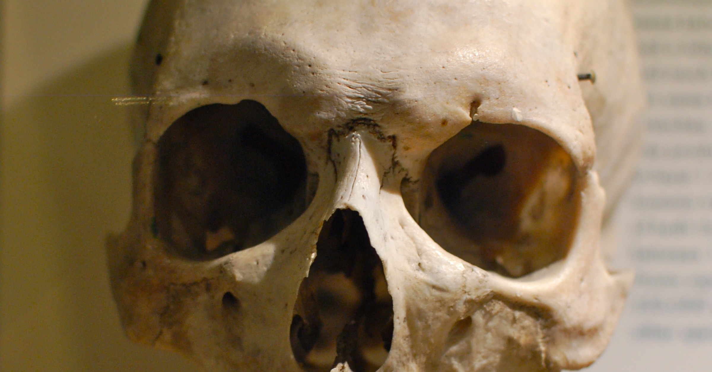 Homo Sapiens - Enzyklopädie der Weltgeschichte