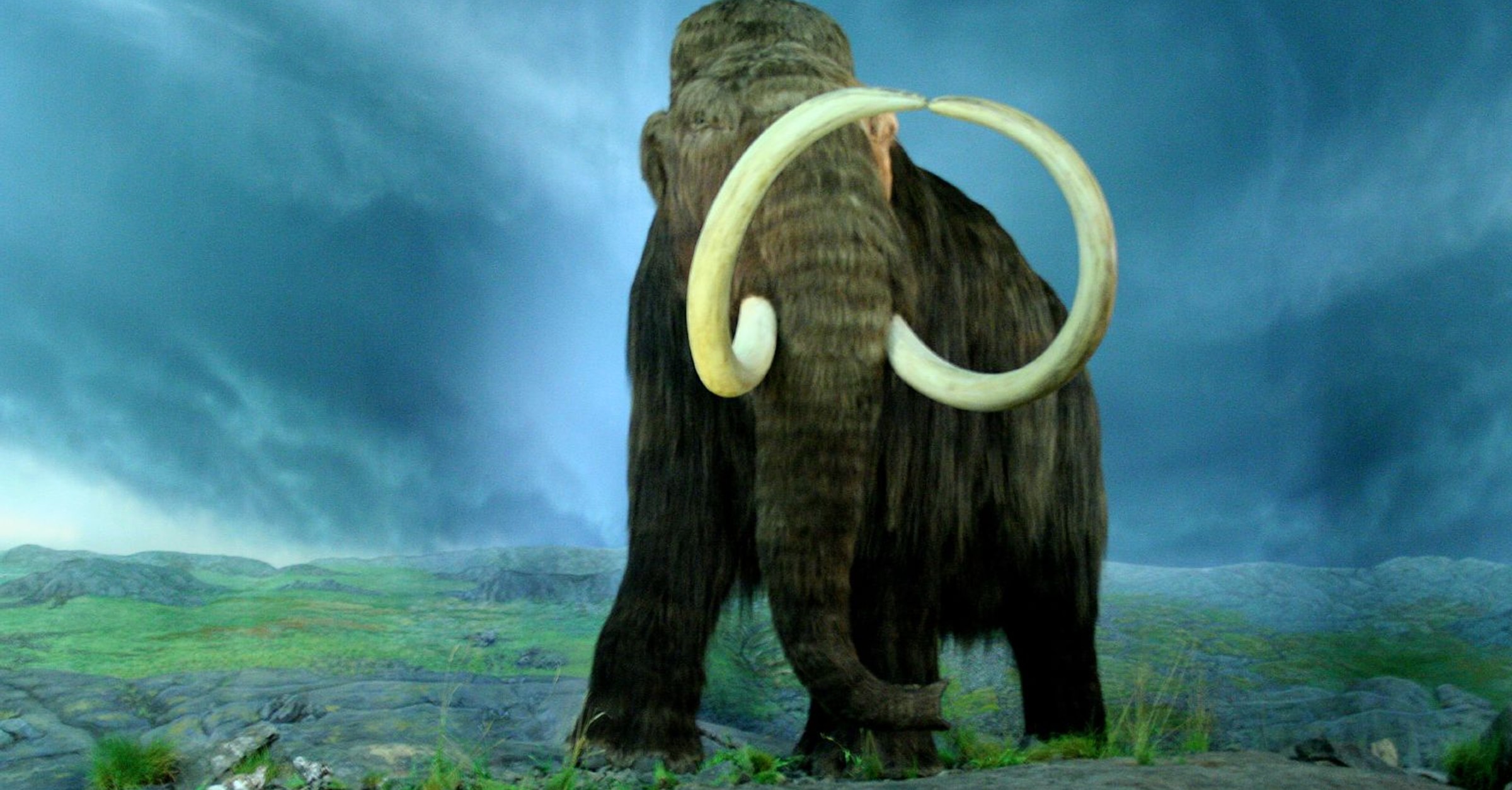 Woolly Mammoth - World History Encyclopedia