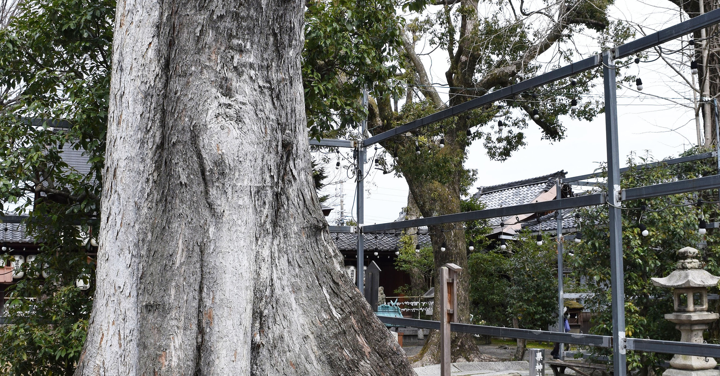 A Sacred Tree at the Agata Shrine in Uji, Japan - World History ...